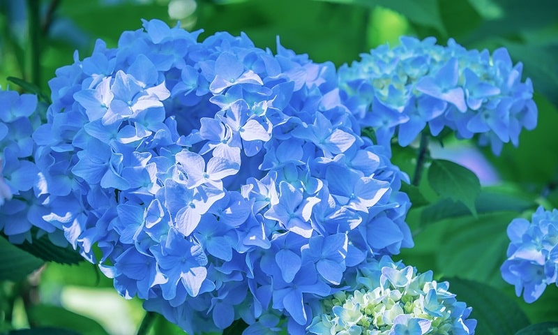 Kdy a jak hnojit hortenzie pro bujnější květy a zdravé listy - Mirdo.cz