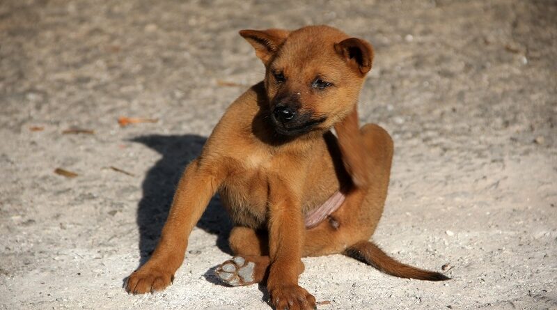 Štípance od štěnice a štípance od blechy: Rozdíly a příznaky - Mirdo.cz